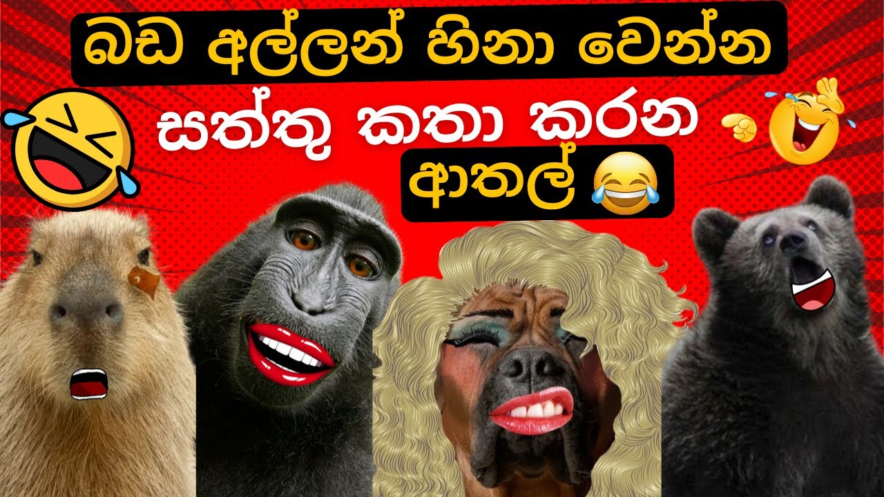 කෑවද බන් ?🤣| A patiyoo kohomada |animal athal katha |අඩො තොට පුලුවන්නම් ...