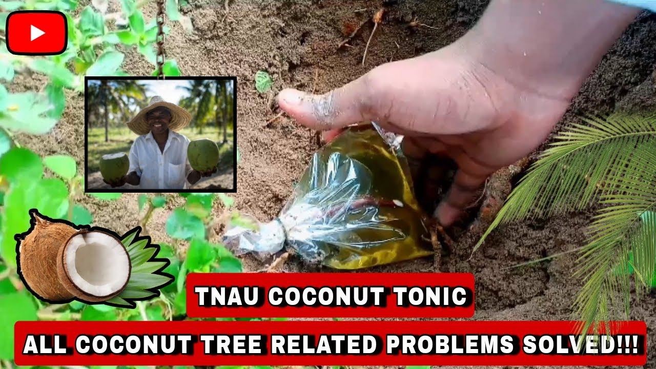 TNAU Coconut tonic🌴 | தென்னை டானிக் 🌴| A tonic with nutrients and ...