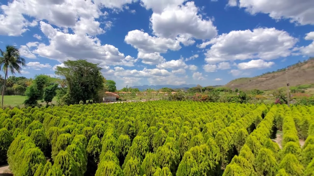 El Laberinto de Cipreses, Comayagua/ The Cypress Labyrinth Comayagua ...