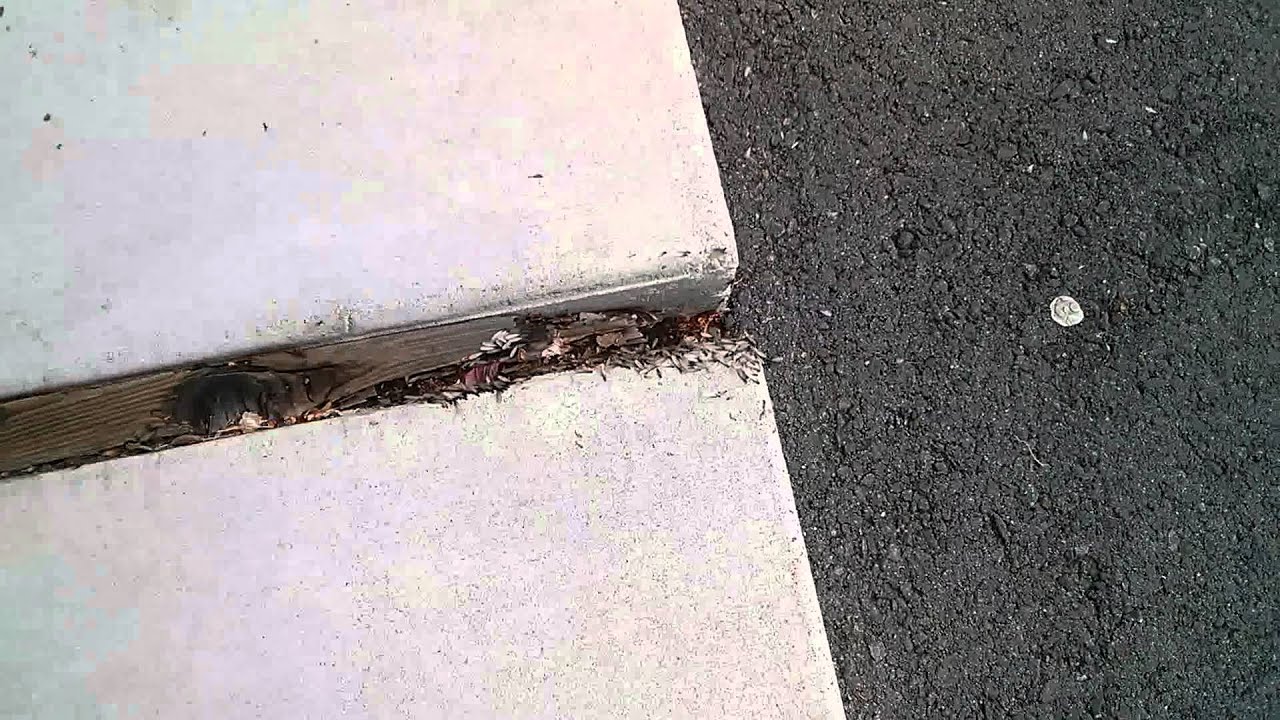 Birds and termites. - YouTube