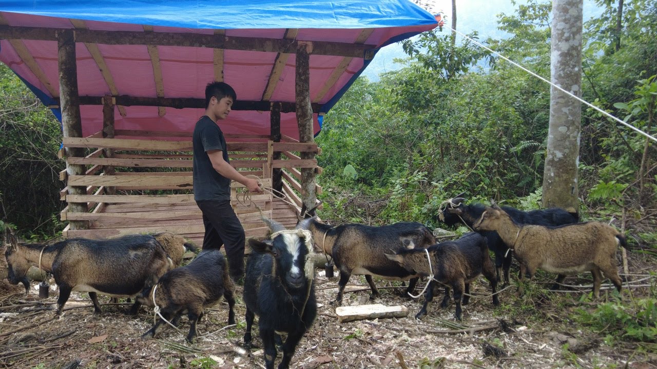 Complete Build House For Goat, Walls Wooden, Tarpaulin Roofs, Buy Goats ...