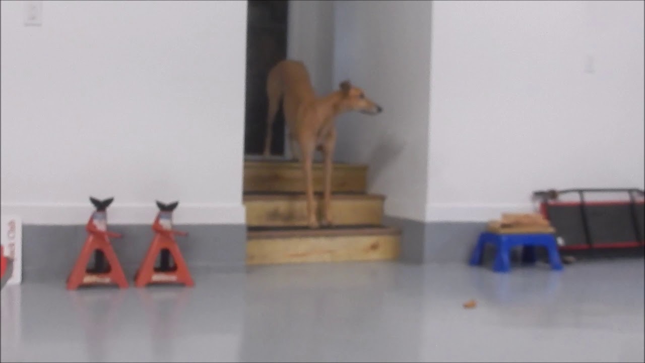 Greyhound Learns Stairs - YouTube