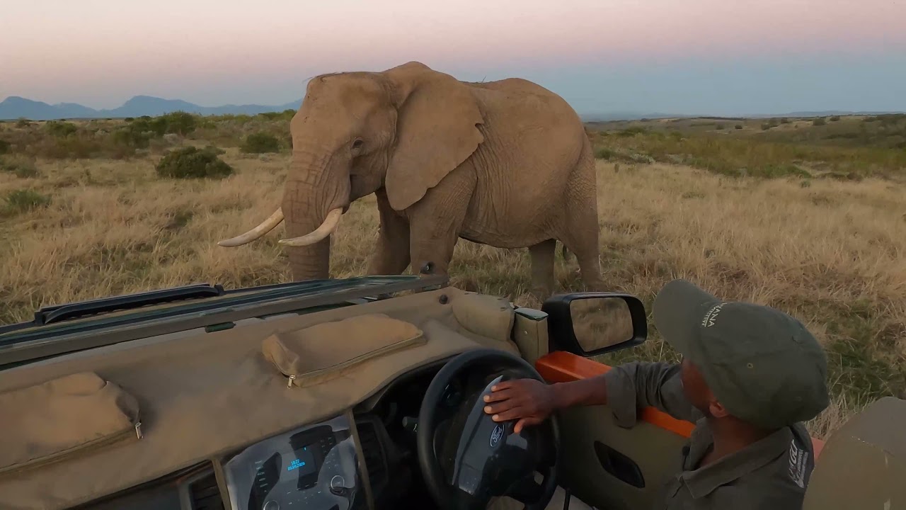 Game Drive on Gondwana Game Reserve - YouTube