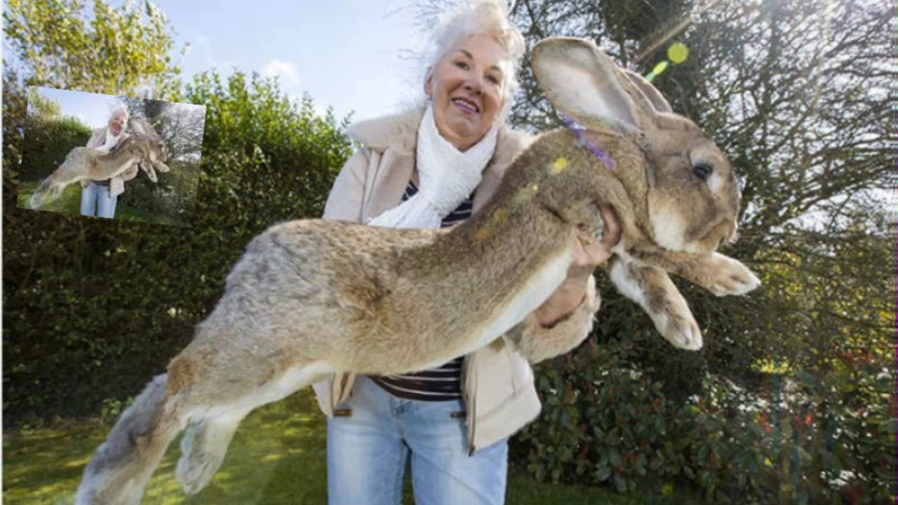 Najveci Zec Na Svetu!! - YouTube