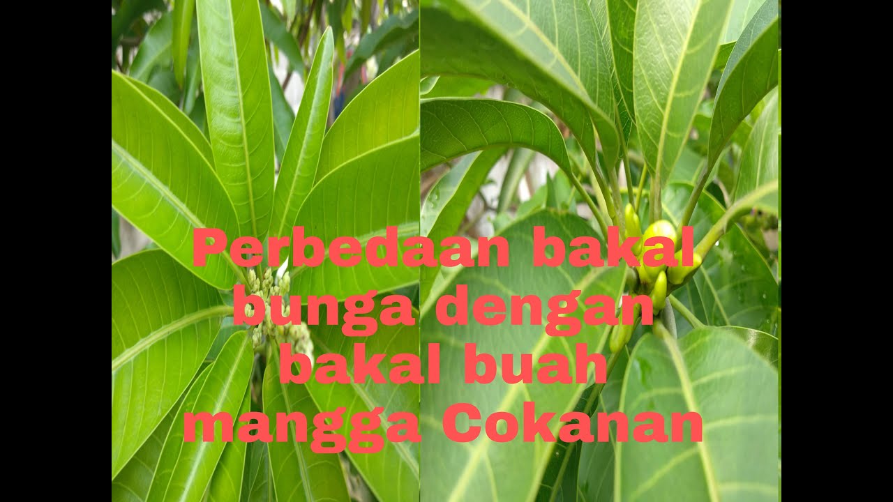 Perbedaan bakal bunga dengan bakal tunas mangga Cokanan - YouTube