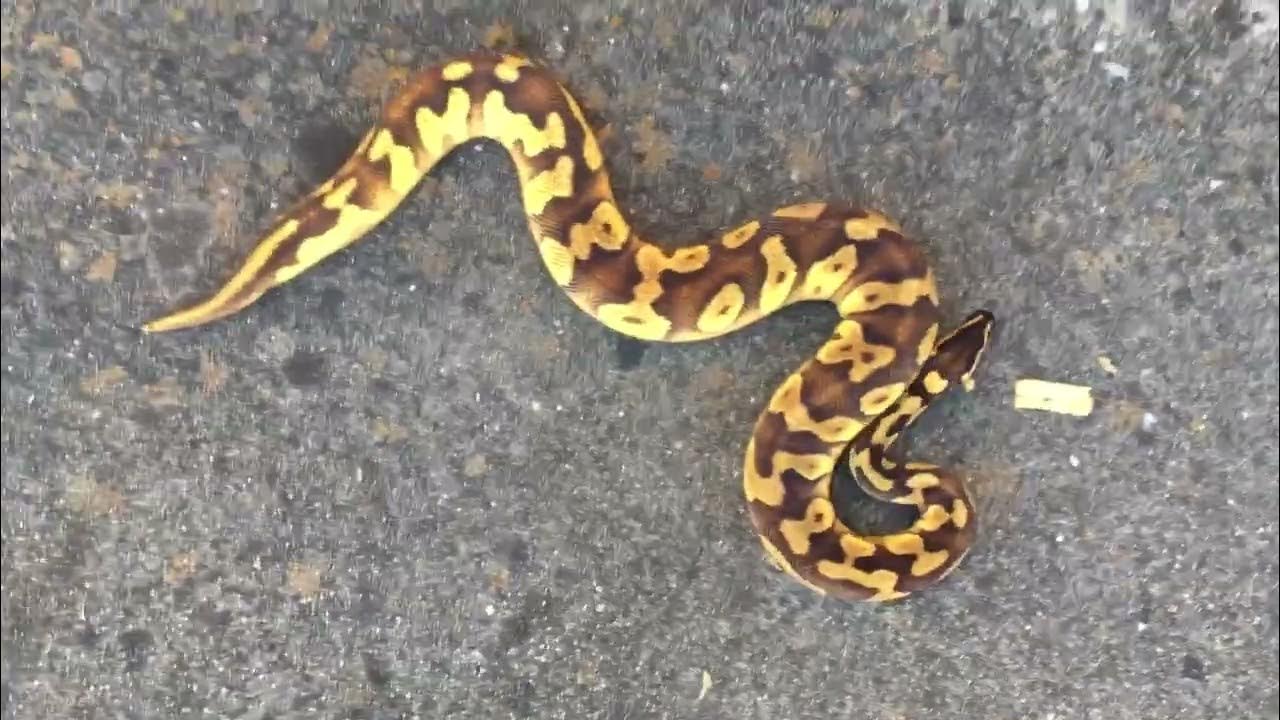 Blackhead ball python clowns; Fire, Cinnamon, Het-BHODYB - YouTube