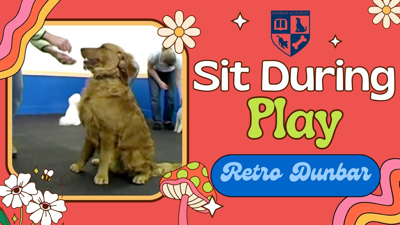 Adult Dog Training - Sit During Play - Retro Dunbar S1E9 - YouTube