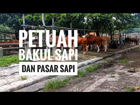 RENUNGAN PEDAGANG SAPI | VIDIO PENDEK BAKUL SAPI | FILM PENDEK PASAR ...