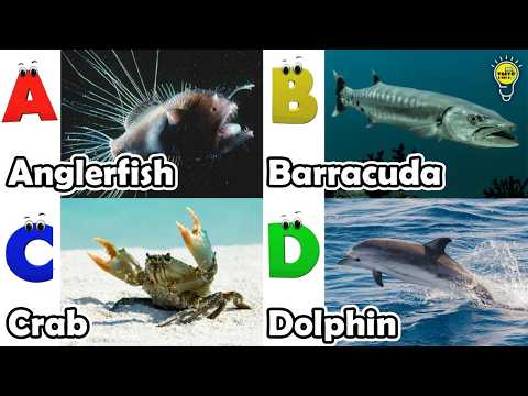 ABC Sea Animals song | Learn Alphabets | English and Animals for Kids | #anglerfish