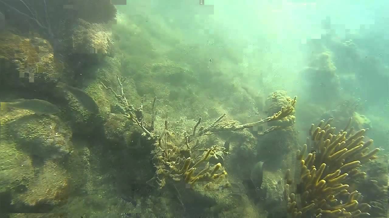 Snorkeling off Joyuda Beach, Cabo Rojo Puerto Rico, Dec 31 2013 - YouTube