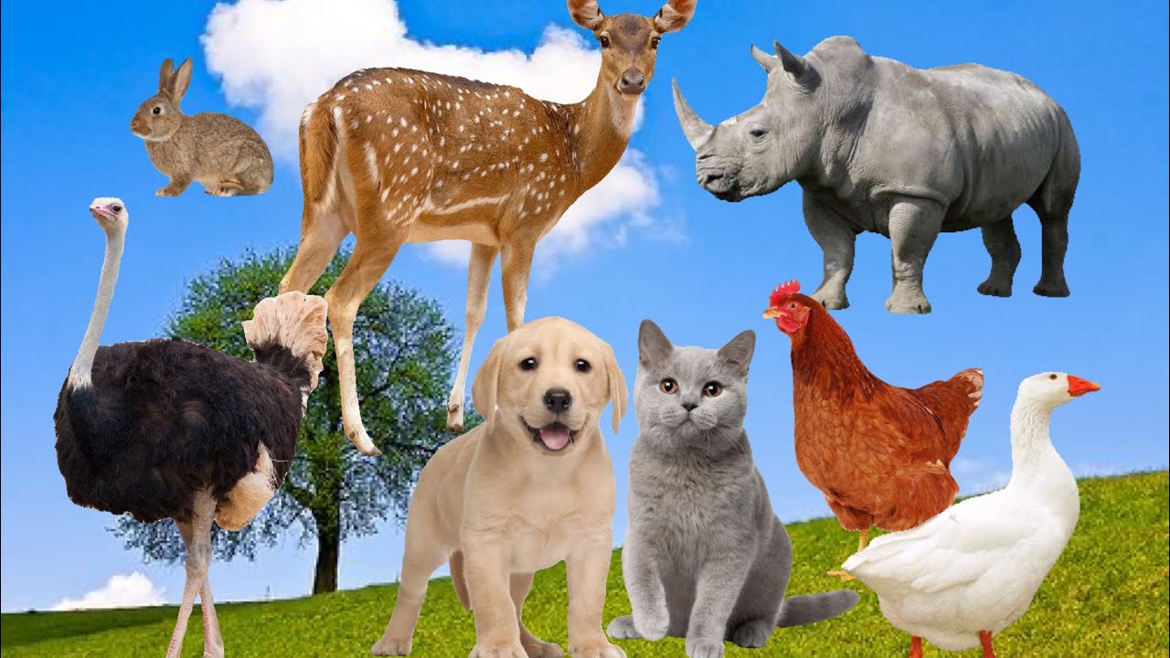 Amazing Wonderful Animal Sounds : dogs, cats, chickens,… - YouTube