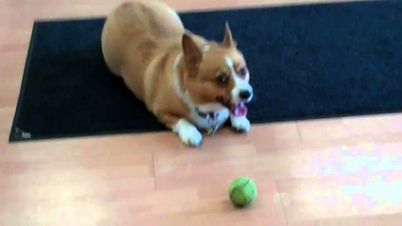 Worlds fattest and laziest Corgi! Meet Hobbs! - YouTube