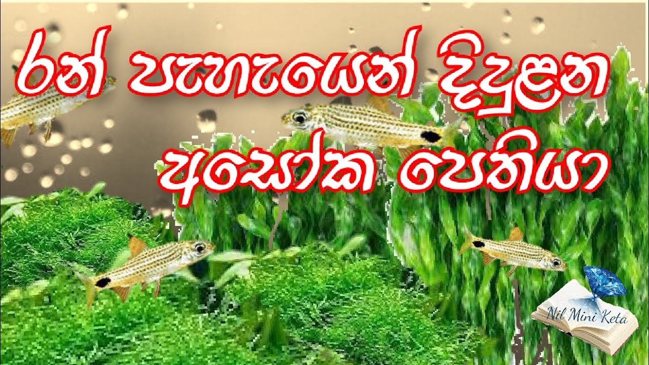 රන් පැහැයෙන් දිදුළන අසෝක පෙතියා (Asoka Barb) - YouTube