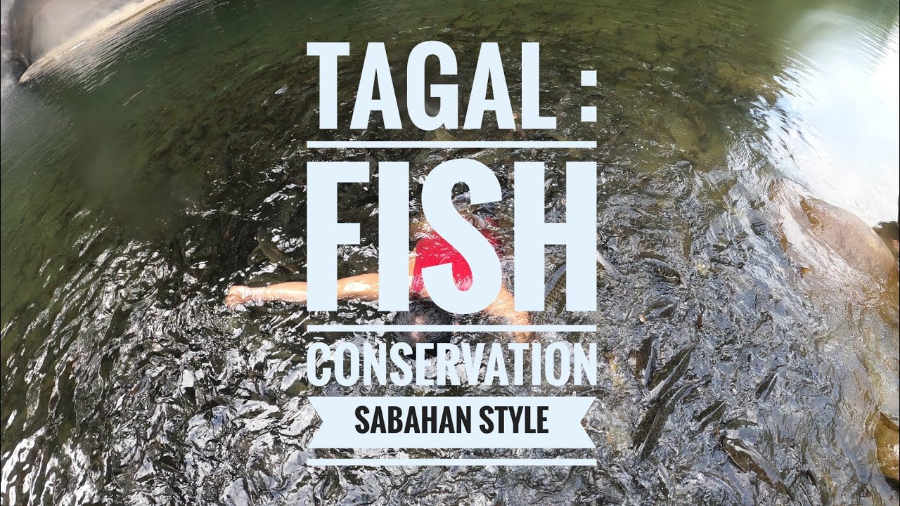 Tagal : Fish Conservation Sabahan Style- Vlog #17 - YouTube