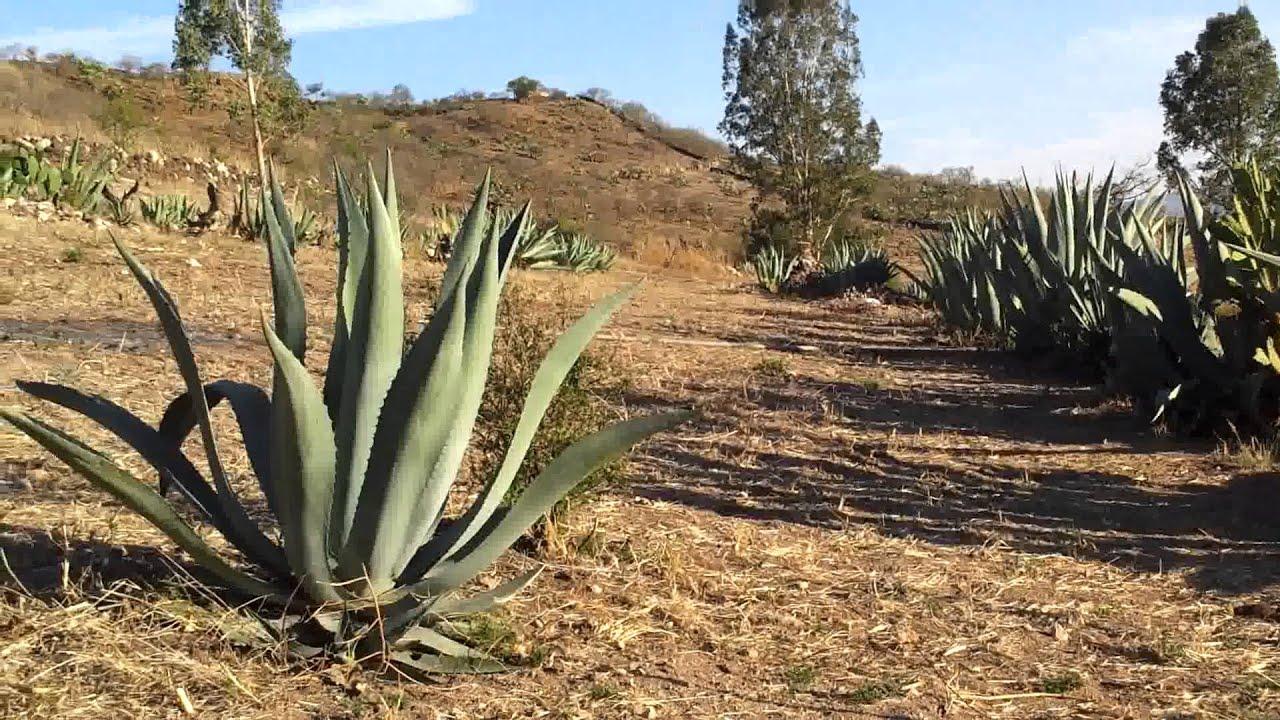 el picho zacatecas mi rancho - YouTube