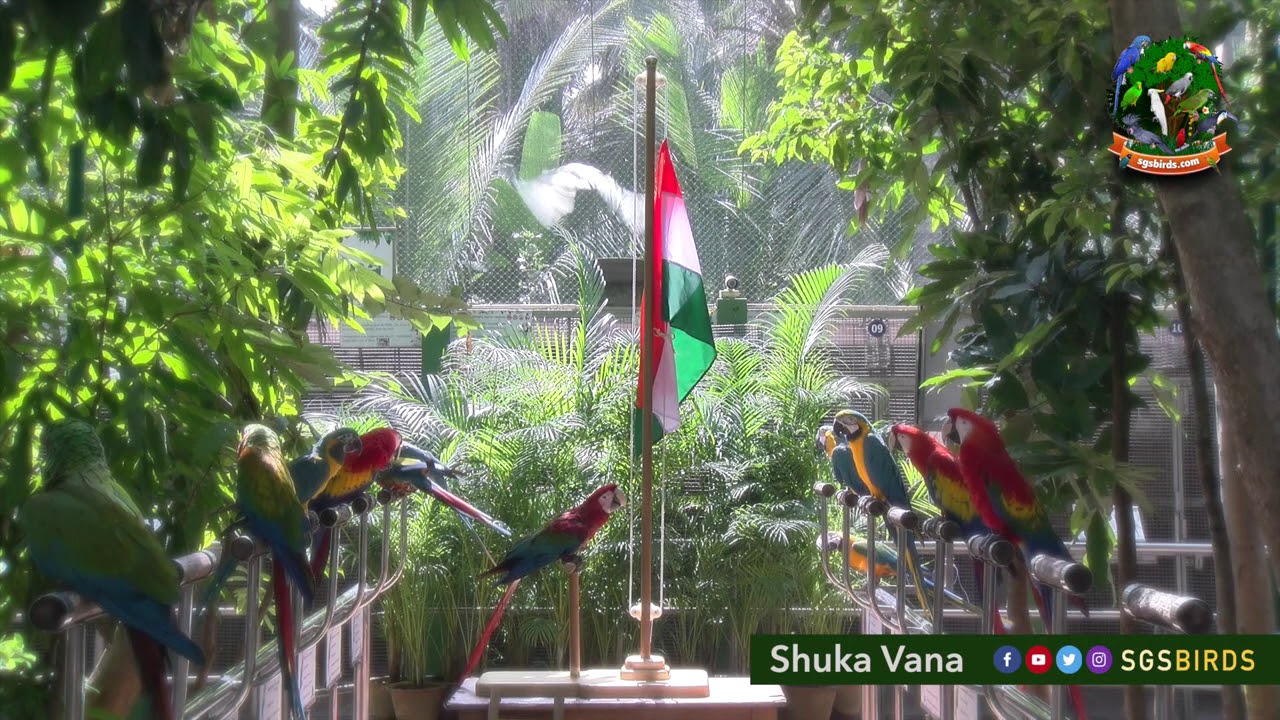 Parrots of Shuka Vana celebrate Republic Day - YouTube