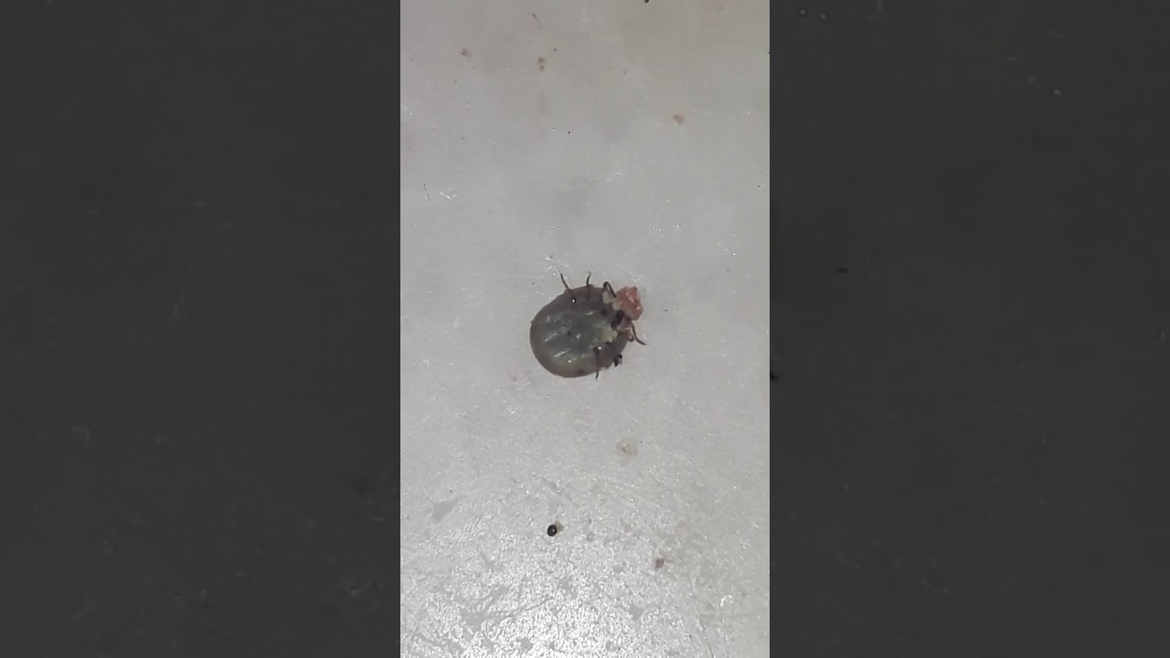 ixodoidea / kutu babi part 2 - YouTube