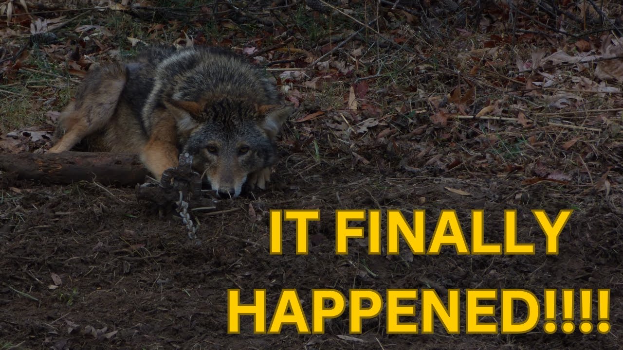 First Coyote Ever | Famous Dirt Hole Set - YouTube
