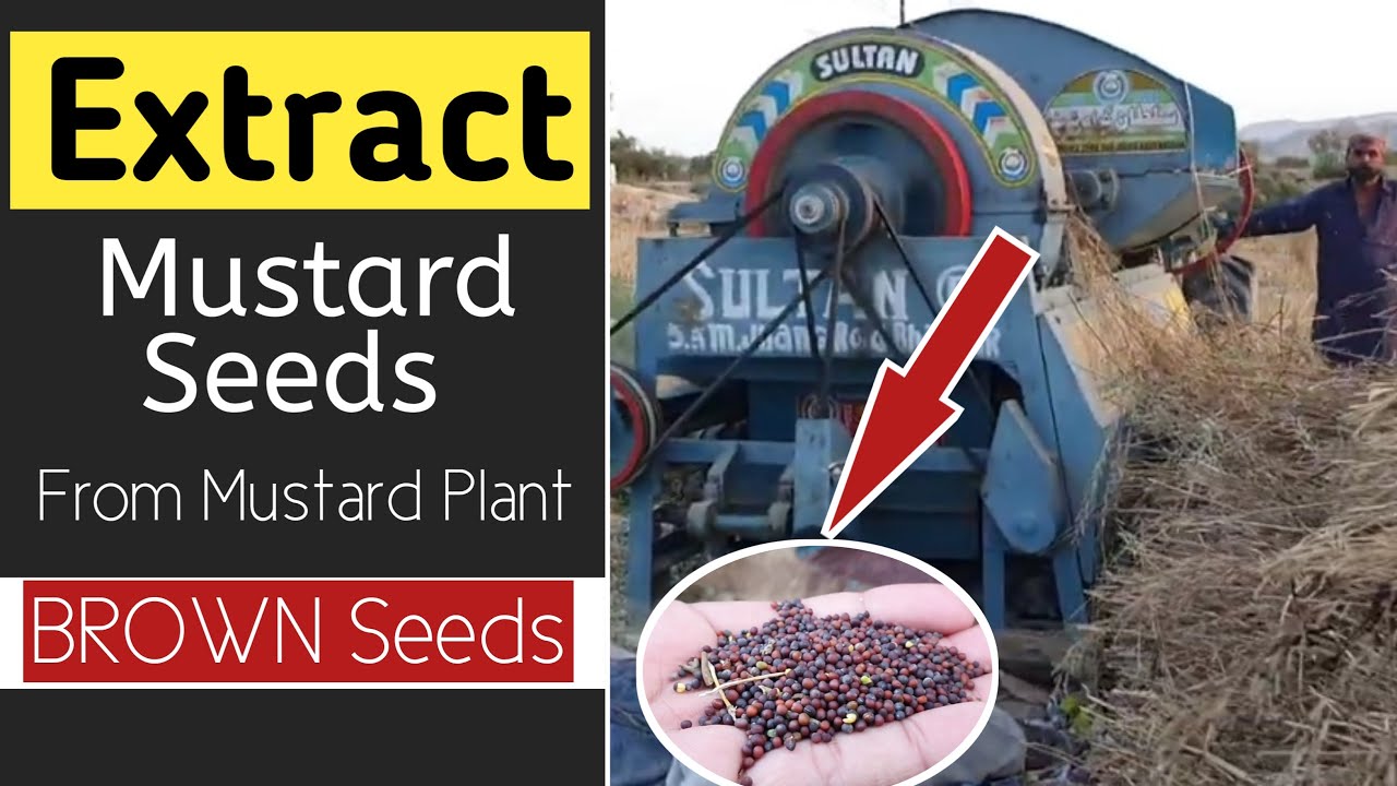 how to extract mustard seeds from plant | mustard plant seeds | from ...