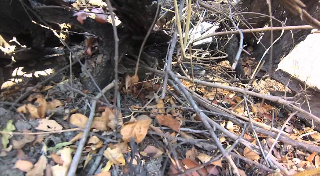 Amazing Python at Antelope Park - YouTube