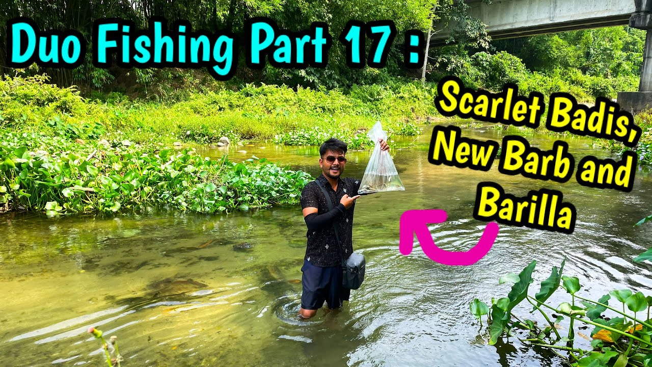 Duo Fishing Part 17 😜: Scarlet Badis🔥, New Species of Barb and Barillas ...