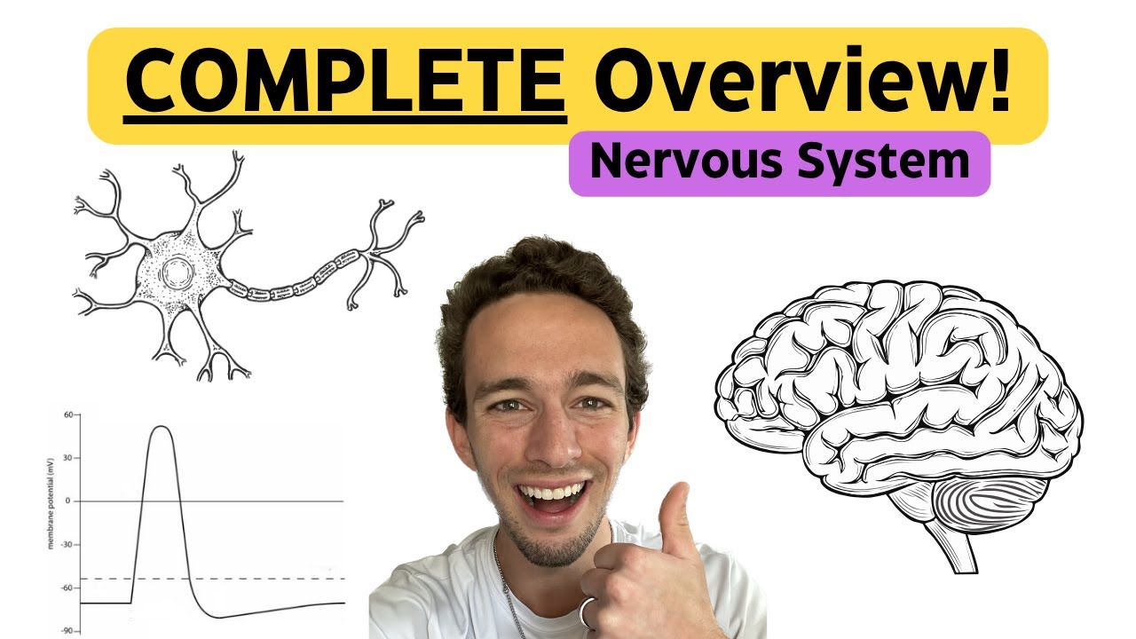 ACE Your Nervous System Exam - Comprehensive Overview! - YouTube