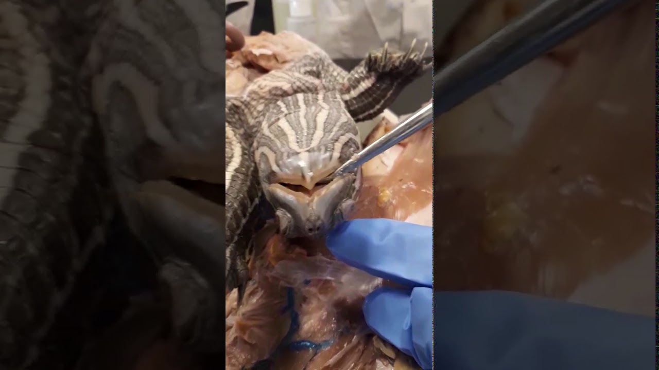 Turtle Dissection part 2 - YouTube