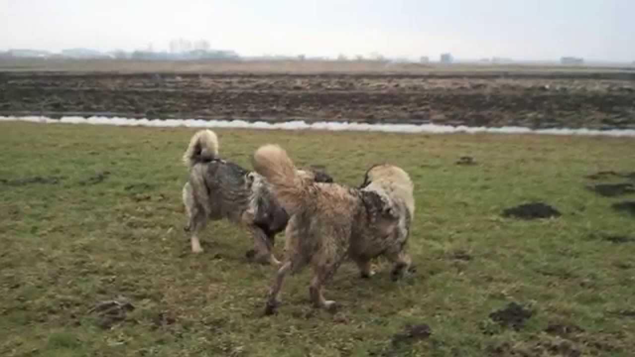 Qeni i sharrit - YouTube