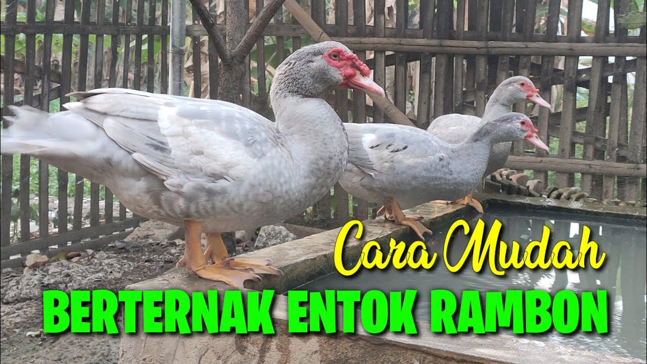 Cara Ternak Entok Rambon - YouTube