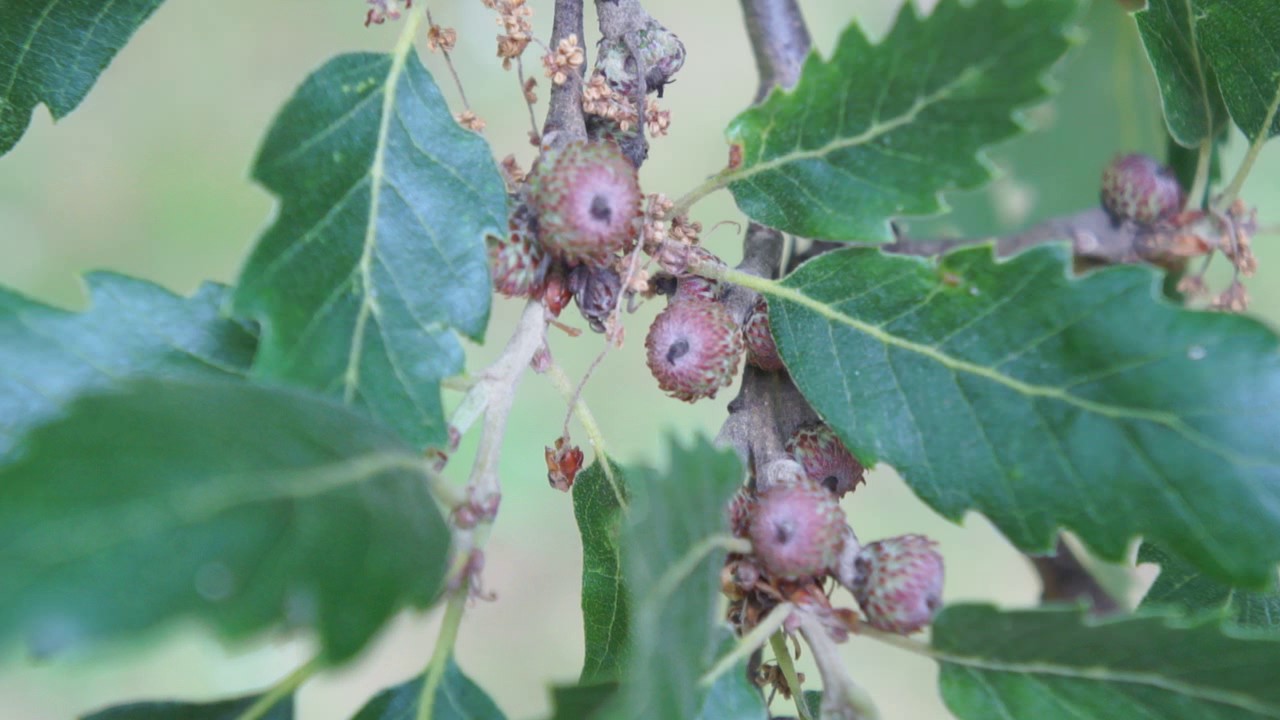 Educational videos on nature (Turkey oak - acorns close up) - June 2017 ...