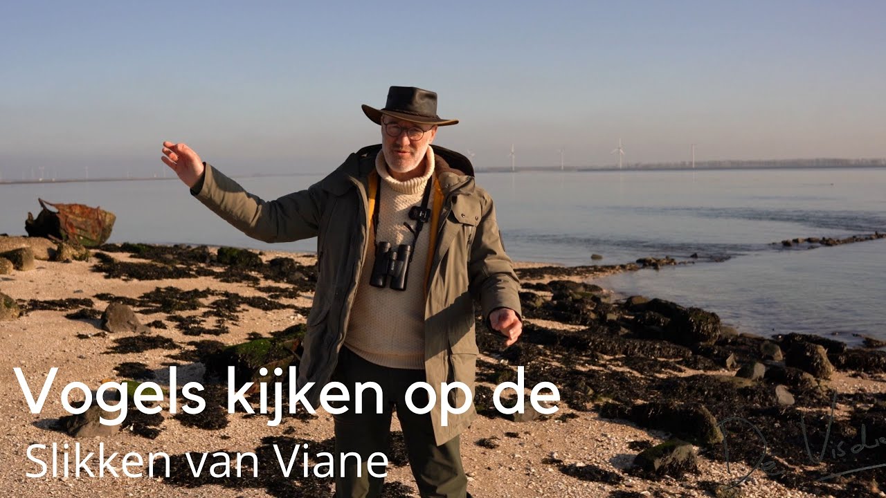 Vogels kijken op de Slikken van Viane #1680 - YouTube
