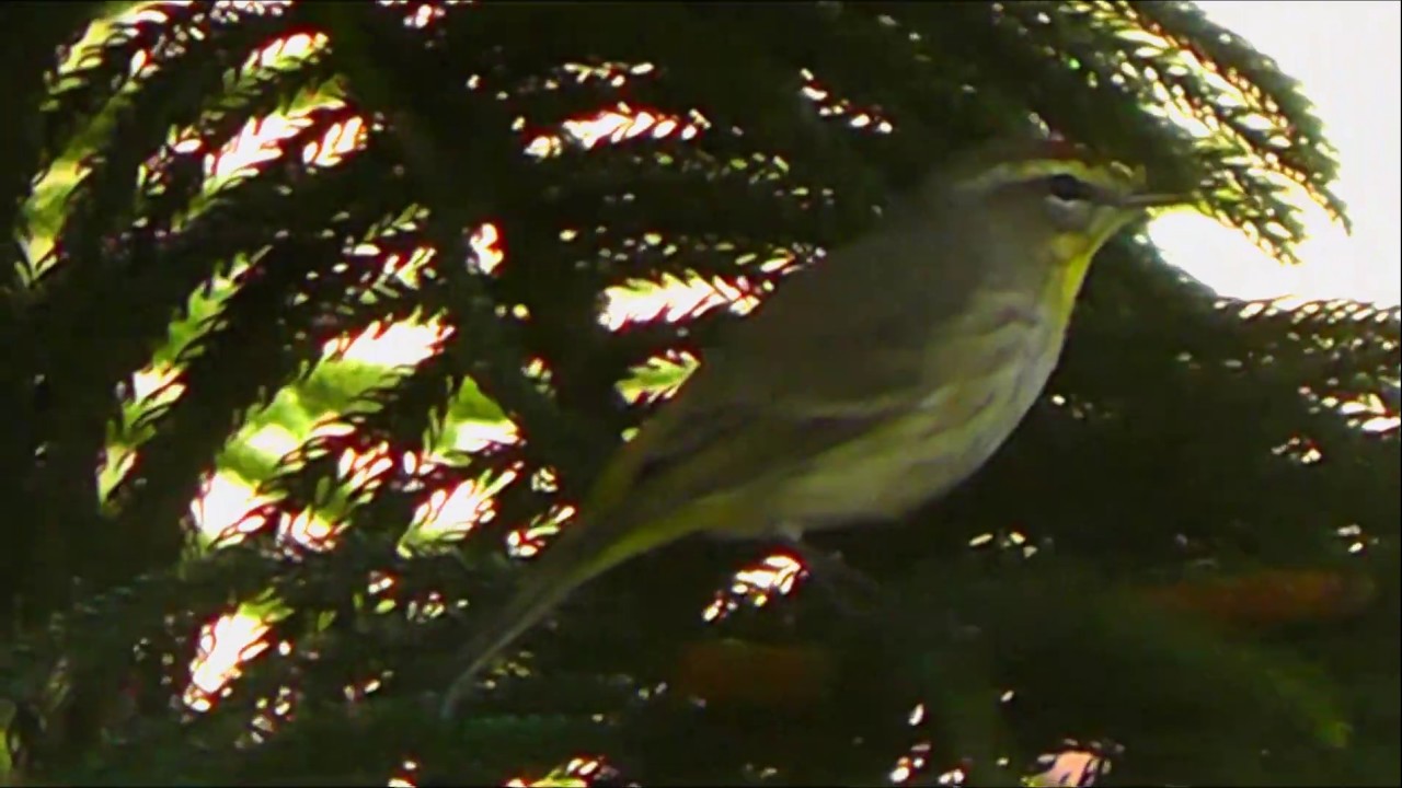 Unknown bird 4-6-20 - YouTube