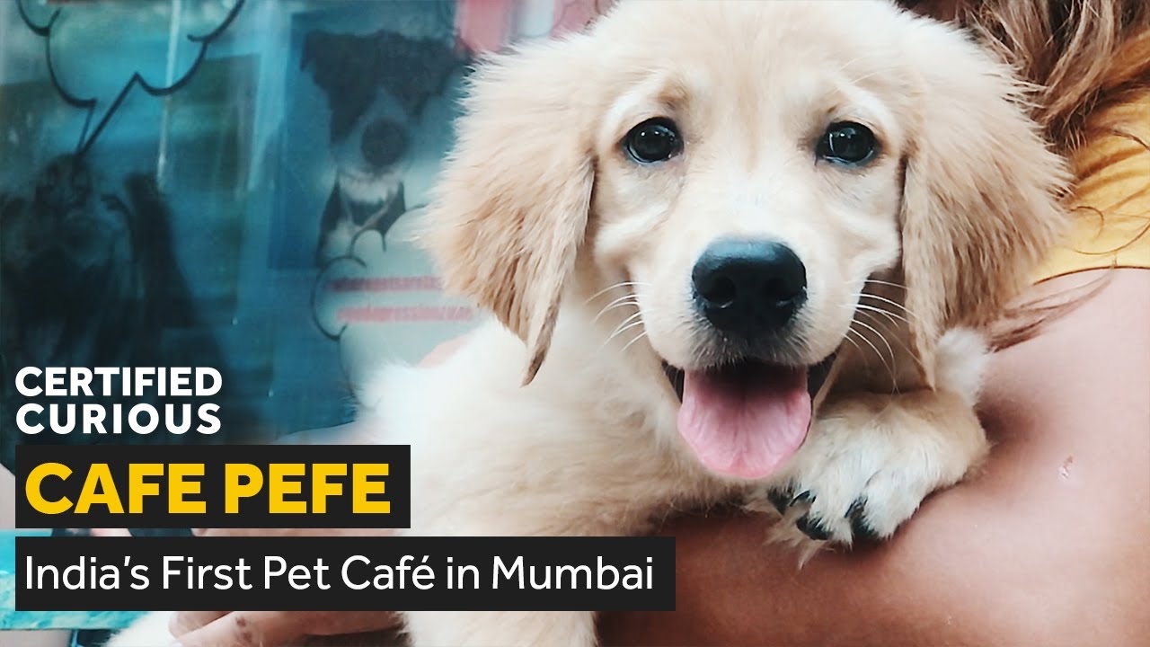 Cafe Pefe - Mumbai | India's First Pet Cafe With Food Menu For Pets ...