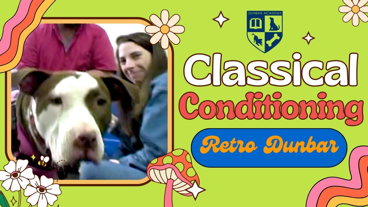 Adult Dog Training - Classical Conditioning - Retro Dunbar S1E2 - YouTube