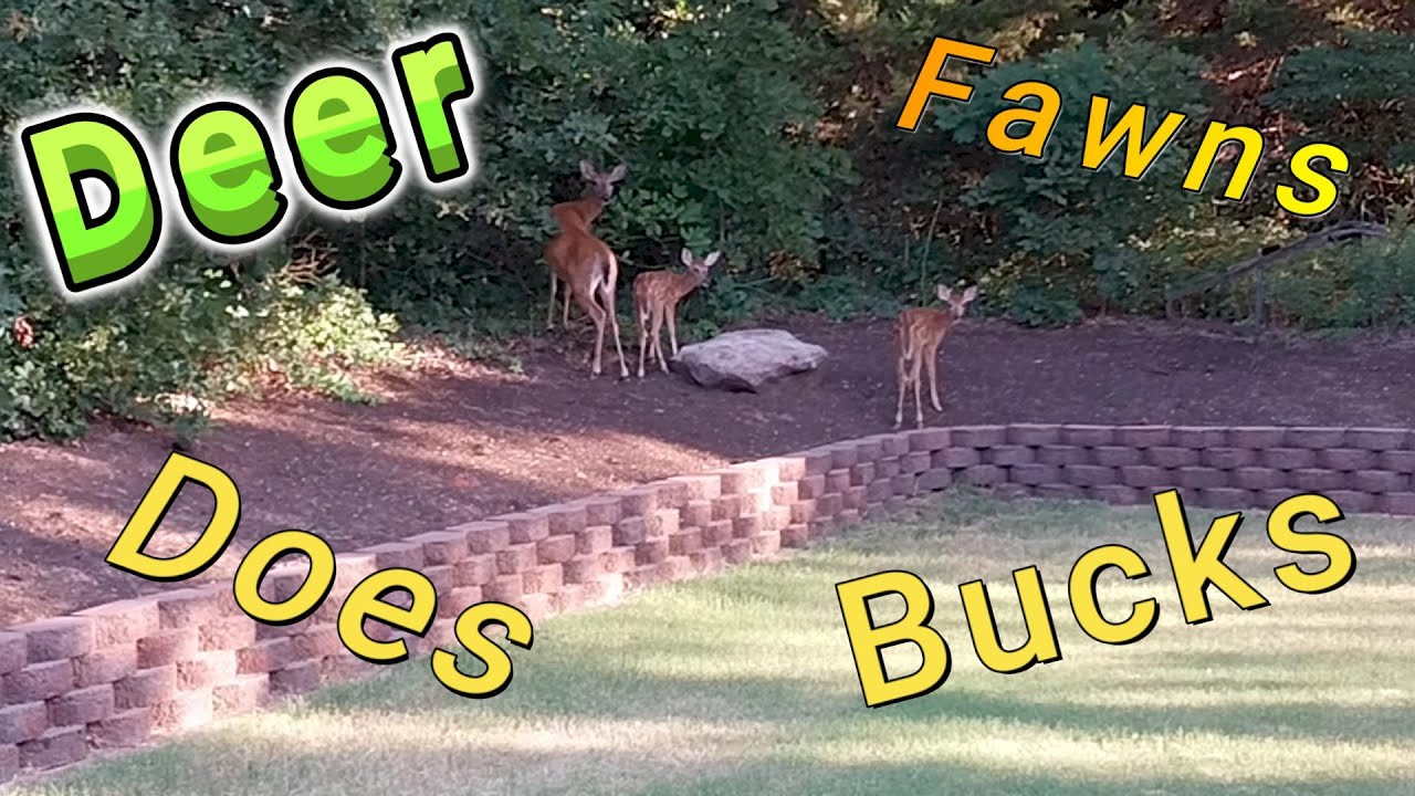 WATCHING THE DEER DAILY WEATHER IT'S MORNING OR EVENINGS | TIME TO FEED ...