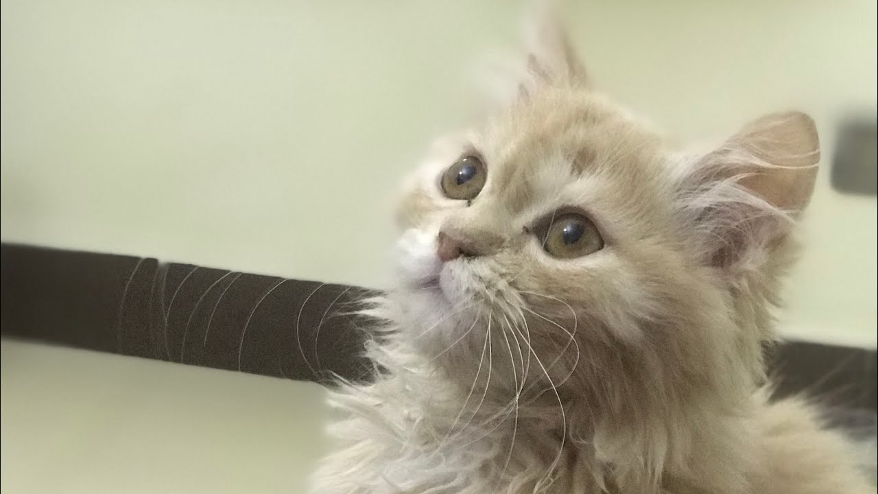 Bella Cat Acting - Playing Cat Bella - Cute Cat Acting & Playing - Cute ...