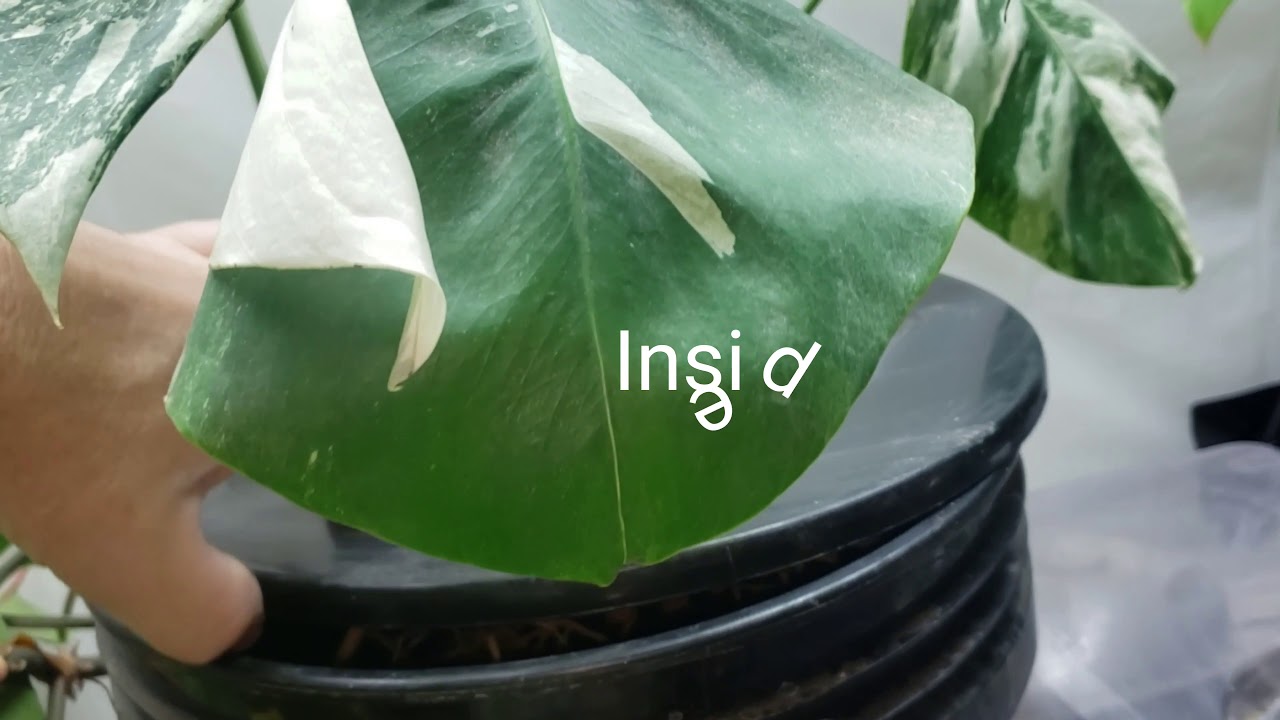 Hydroponic monstera deliciousa albo varigata - YouTube