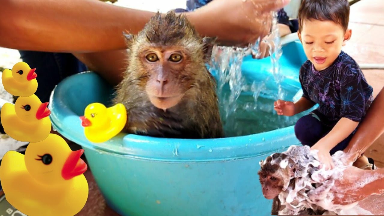 Monyetnya🐒 Mandi Sambil Bermain Bebek & Bola | Monkey🐒 Bathing While ...