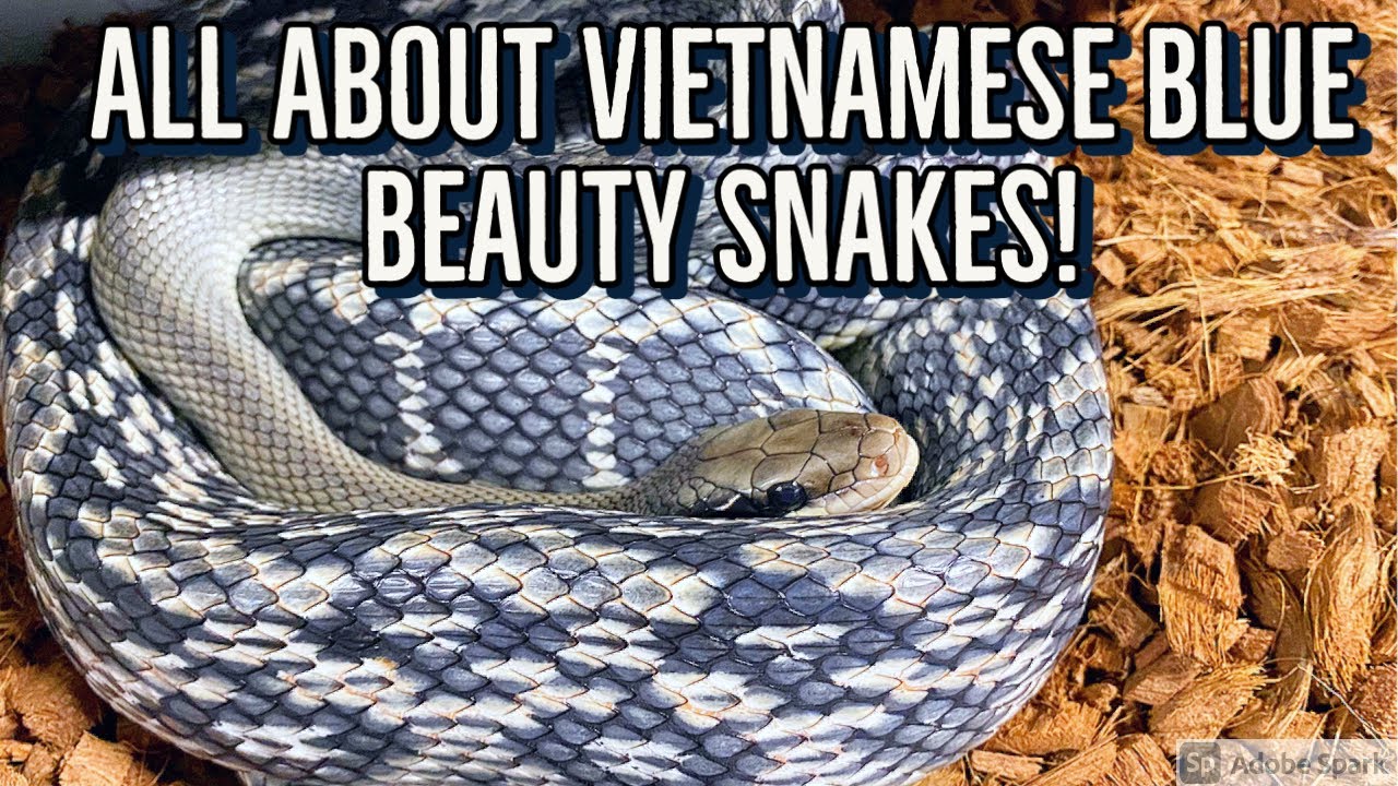 All About Vietnamese Blue Beauty Snakes! - YouTube