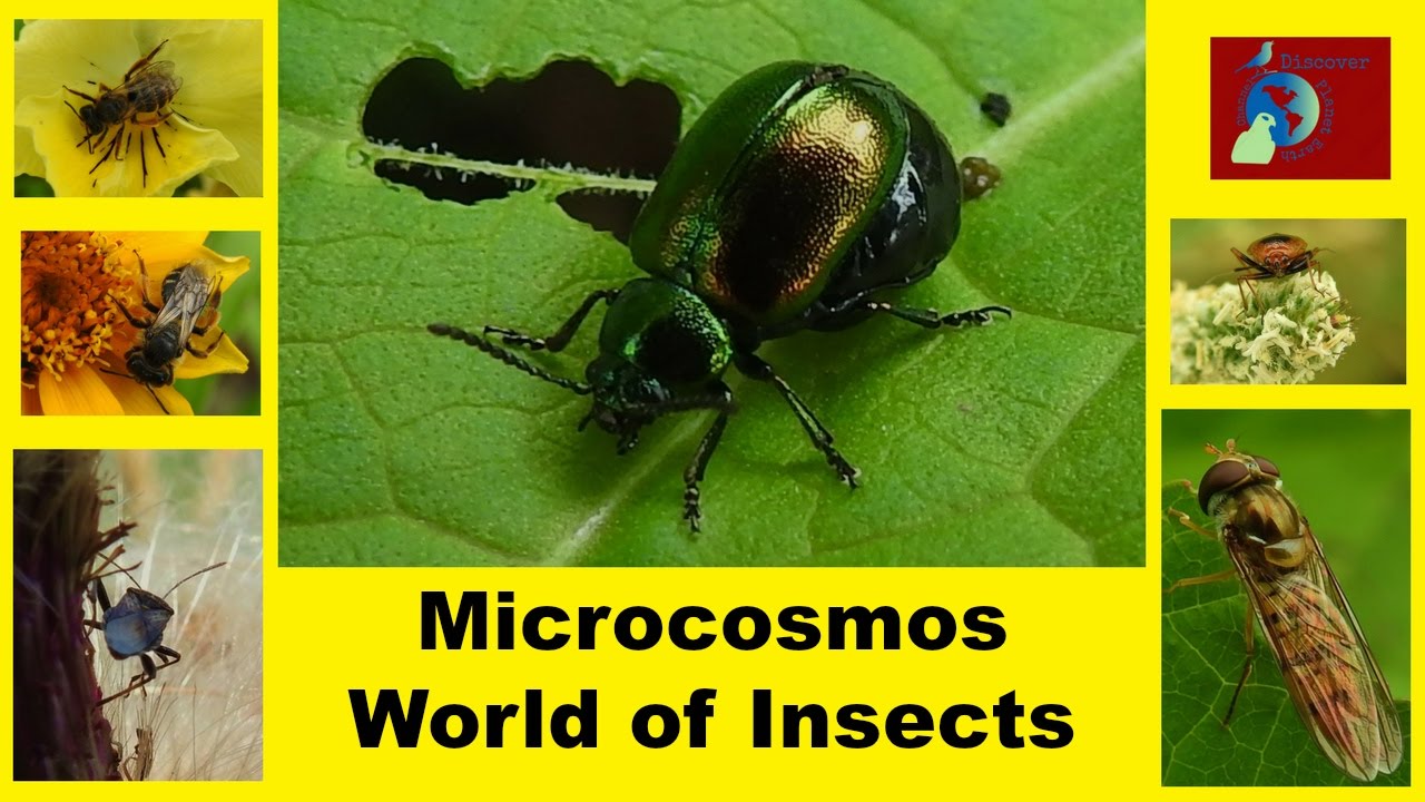 Fascinating Miniature World of Insects - YouTube