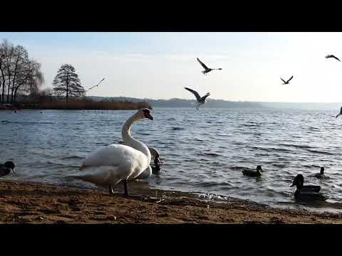 Meditasyon gibi deniz videoları