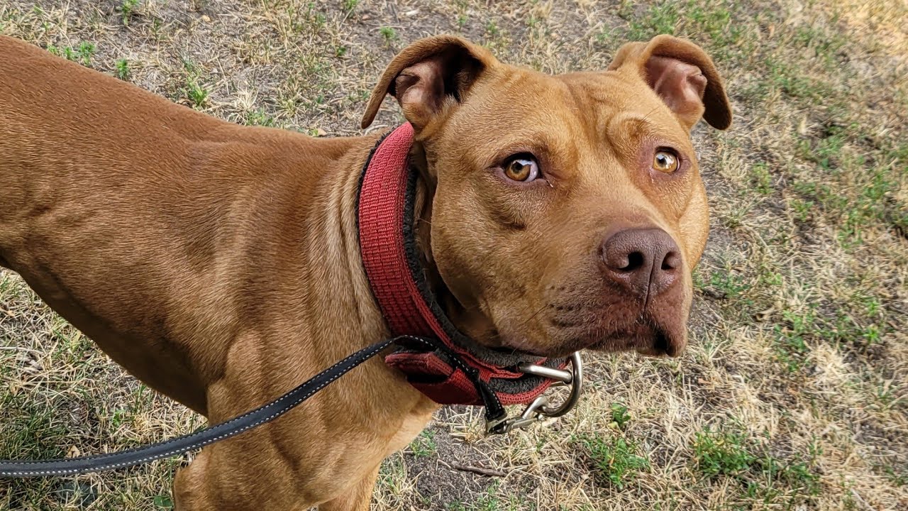 Motivated Muscle Beast Pit bull on spring pole - YouTube