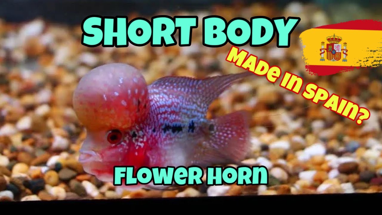SHORT BODY FLOWER HORN, aberración? belleza? Reproducido en España ...