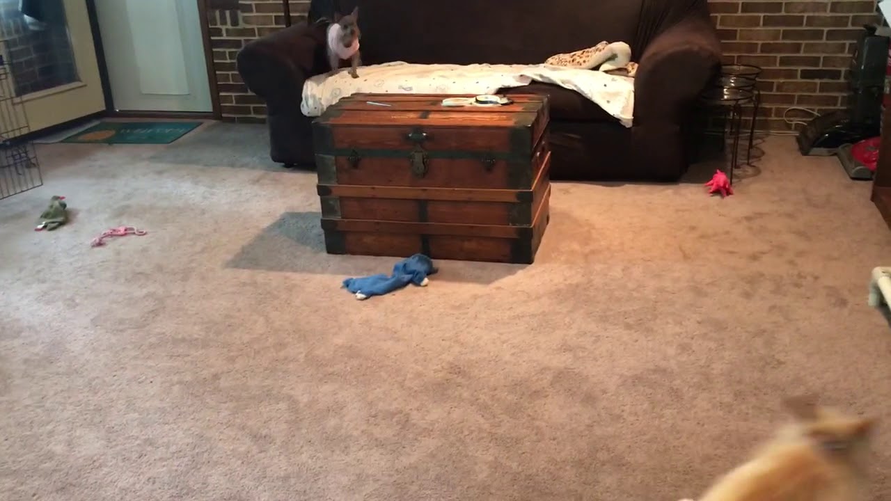 Video of adoptable pet named Maui - YouTube