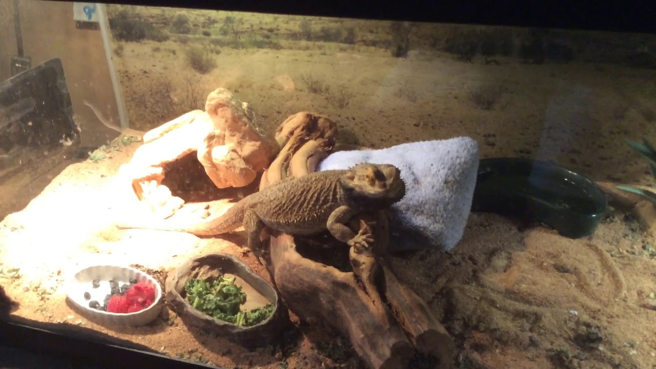 THE BEARDED DRAGON EXPERIMENT! - YouTube