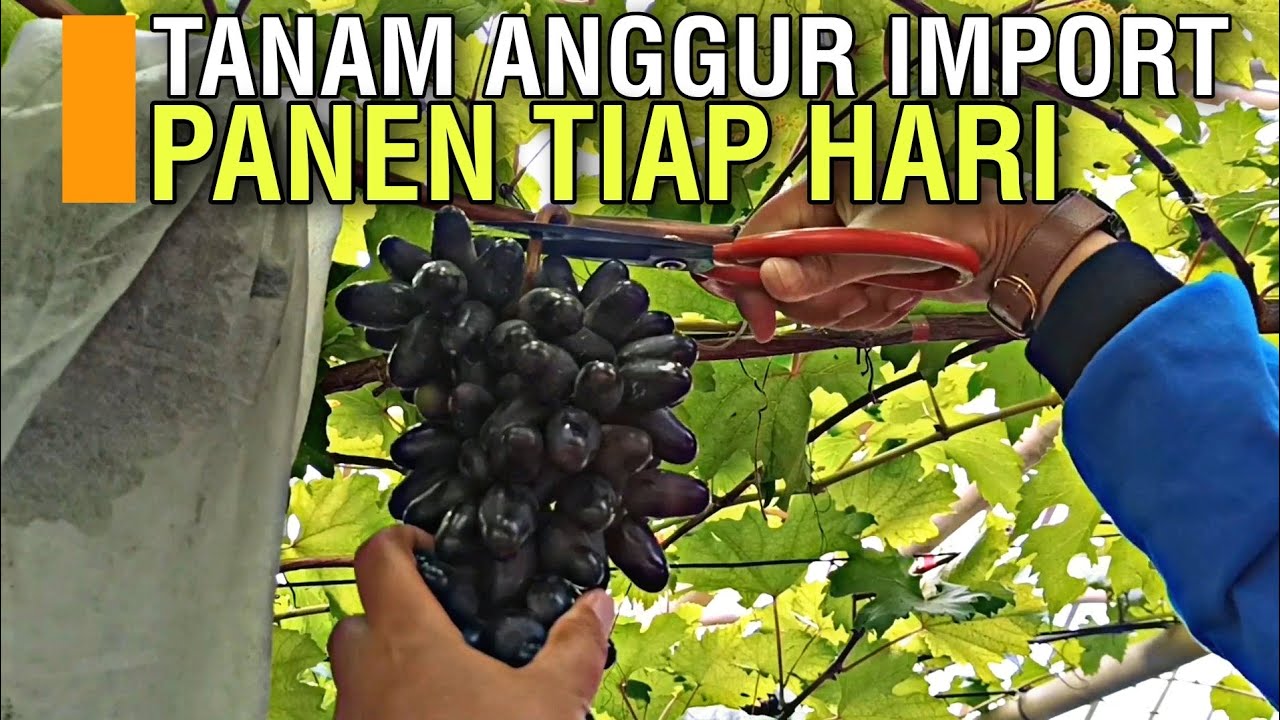 BUDIDAYA ANGGUR IMPORT MEMPEKERJAKAN MASYARAKAT SEKITAR - YouTube