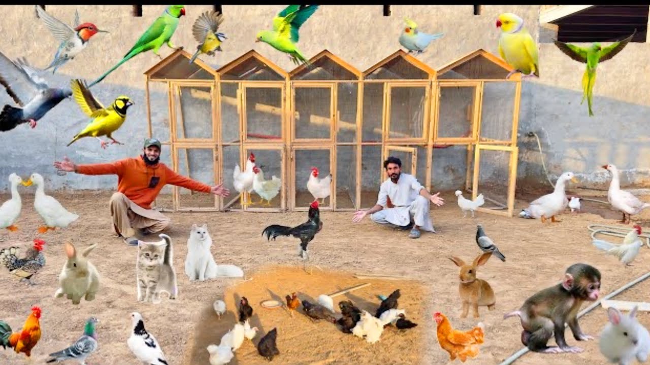 Mini Zoo Mein Sab Pets K Cages Banwa Rhy 🥰 | How To Make Bird Cage ...