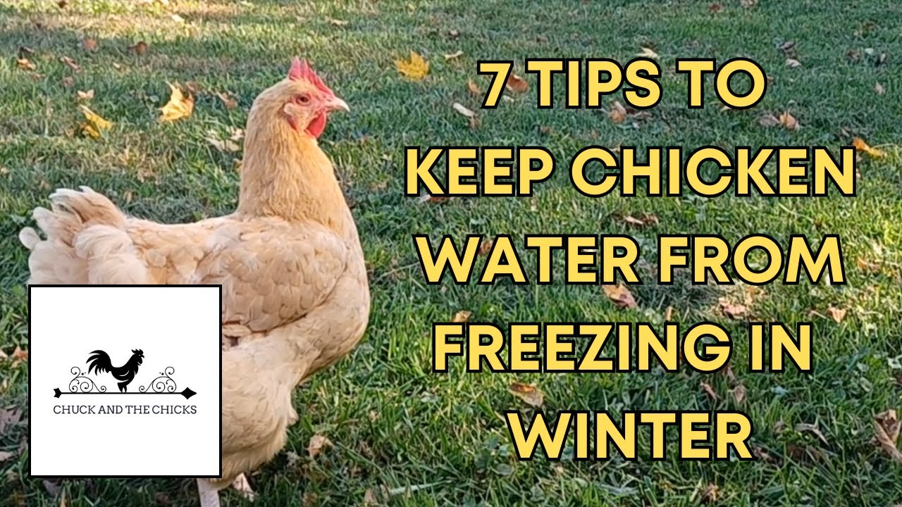 7 Tips To Keep Chicken Water From Freezing In Winter - YouTube