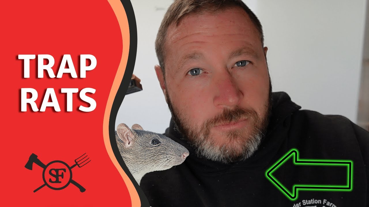 This is The Best Rodent Trapping System - YouTube