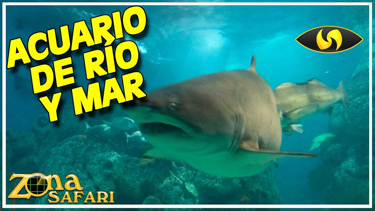 Bioparque Temaikén, Escobar, Buenos Aires, Acuario De Río Y Mar - YouTube